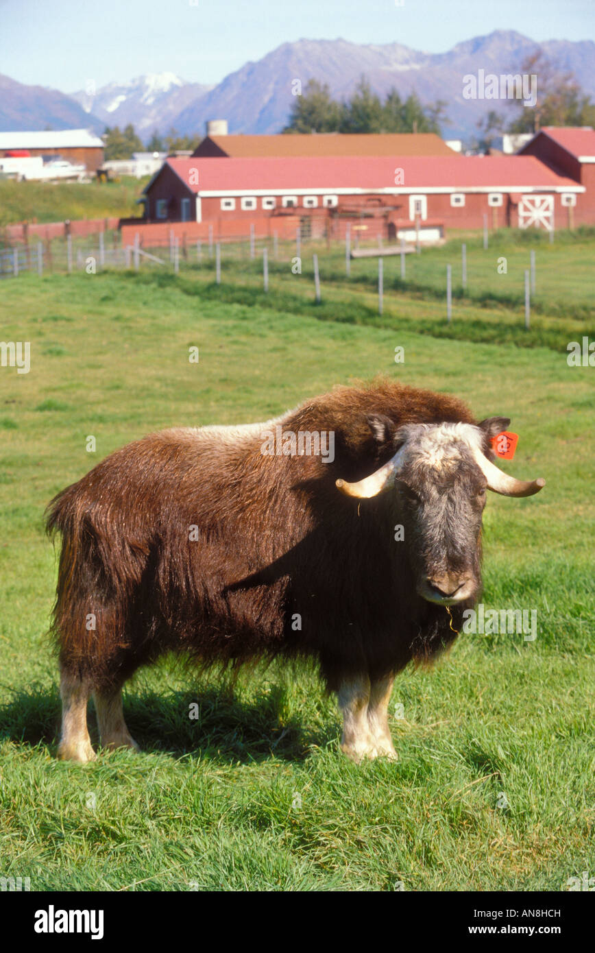 Musk ox farm hi-res stock photography and images - Alamy