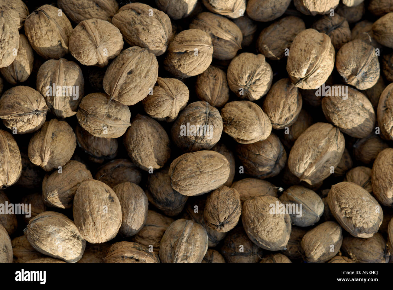 Poor quality walnuts in a tray after falling from the tree in autumn ...