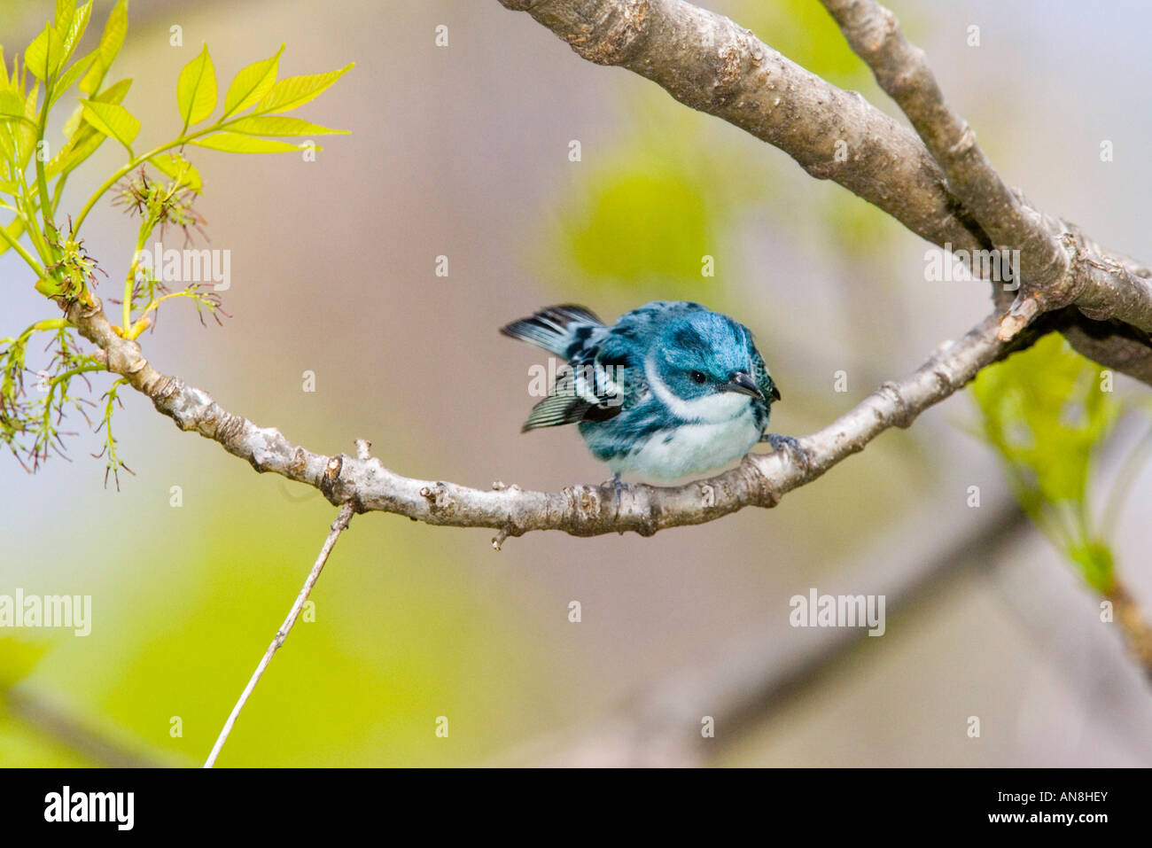 Cerulean Warbler Dendroica cerulea Rockfish Gap Virginia United States ...