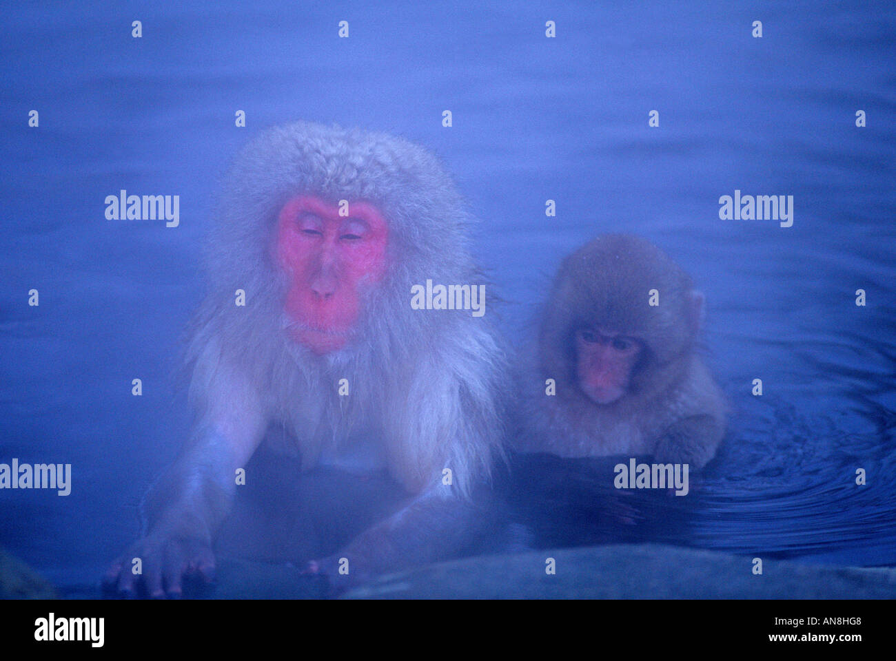 The Monkeys in spa of Jigokudani Onsen in Nagano Japan Asia Stock Photo ...