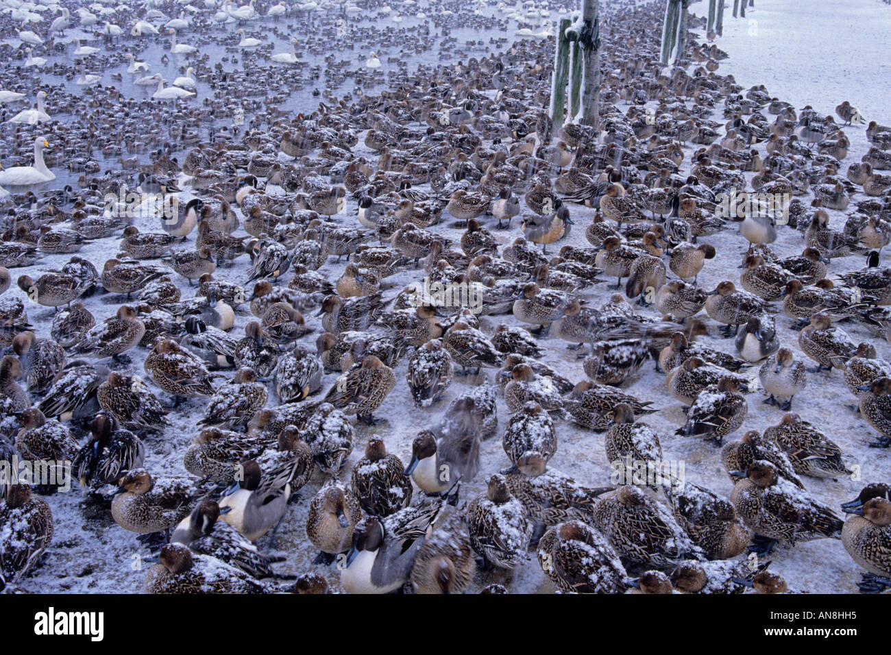 Many migratory birds in winter on Lake Hyoko in Niigata Japan Asia ...