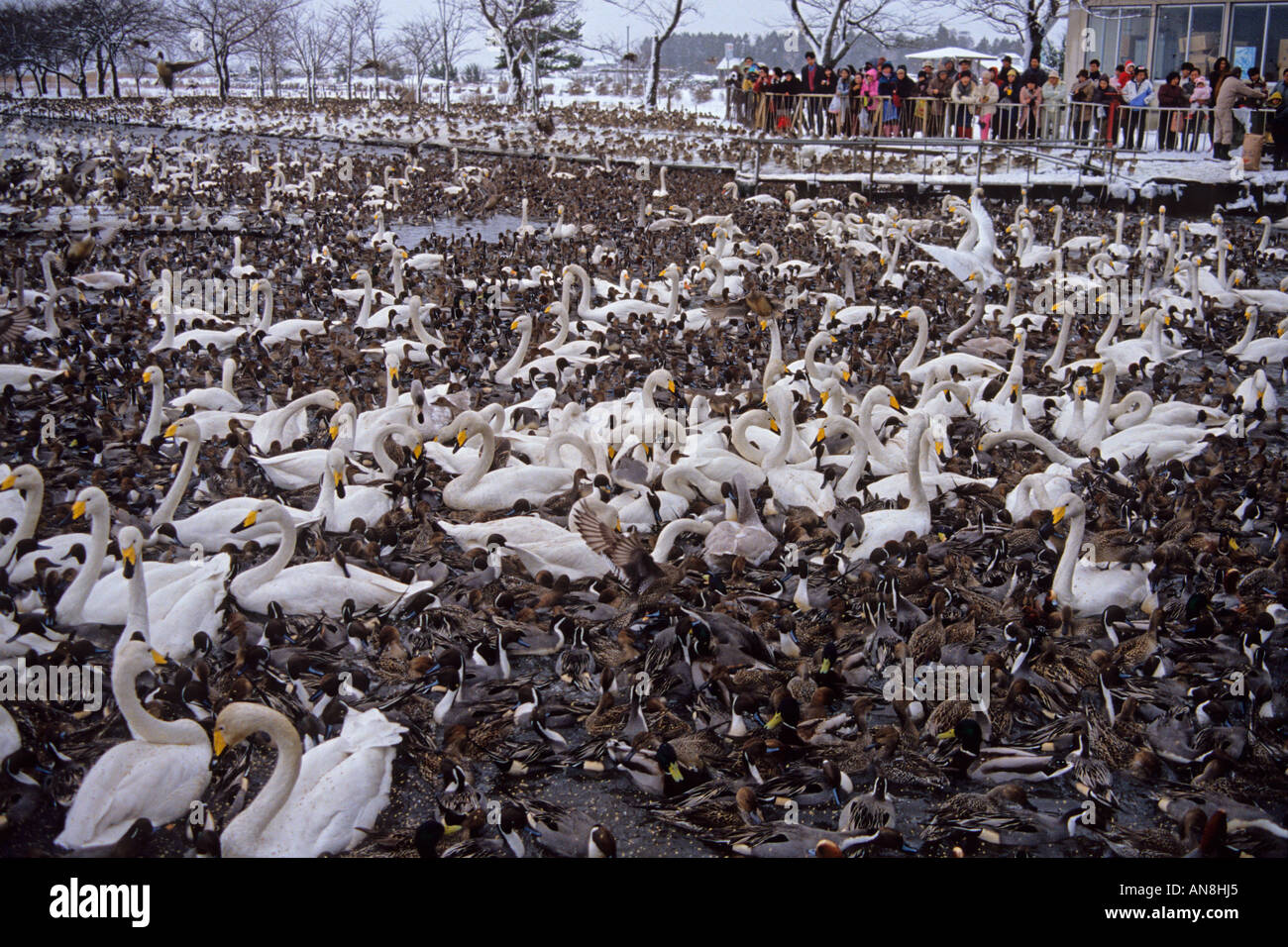 Many migratory birds in winter on Lake Hyoko in Niigata Japan Asia ...