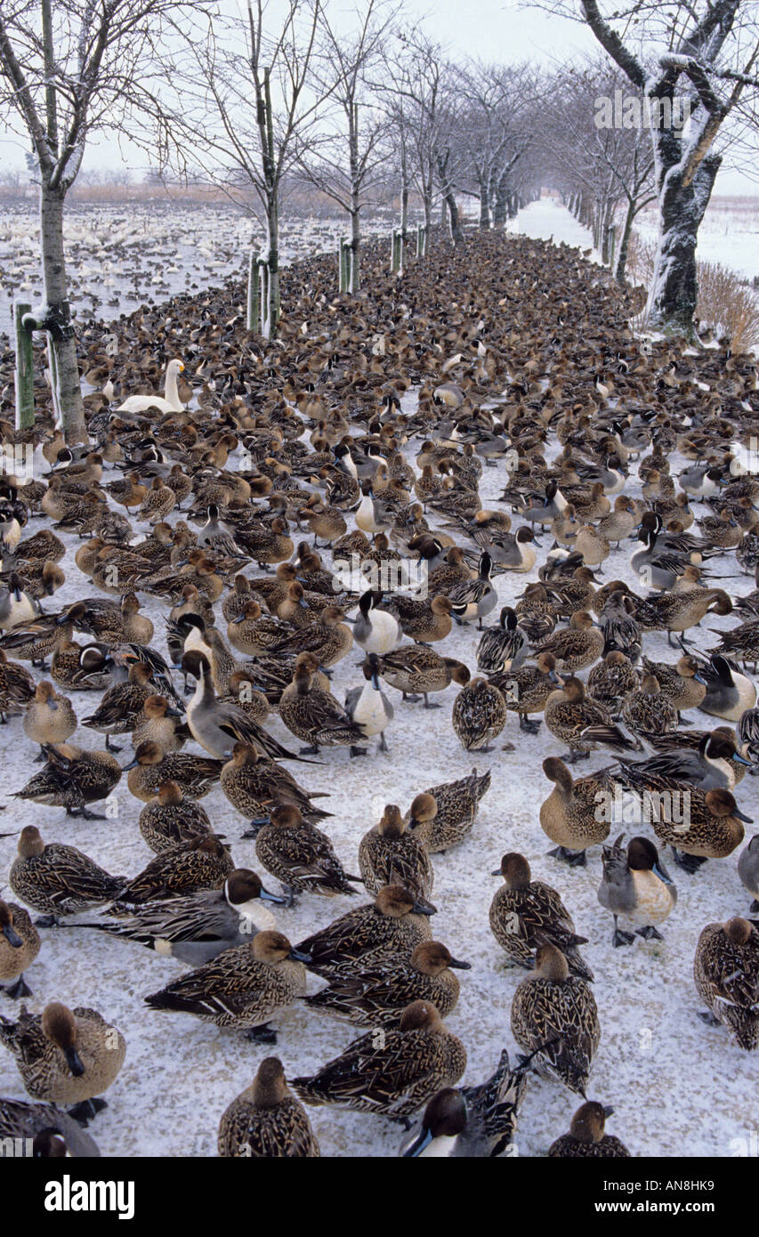 Many migratory birds in winter on Lake Hyoko in Niigata Japan Asia ...