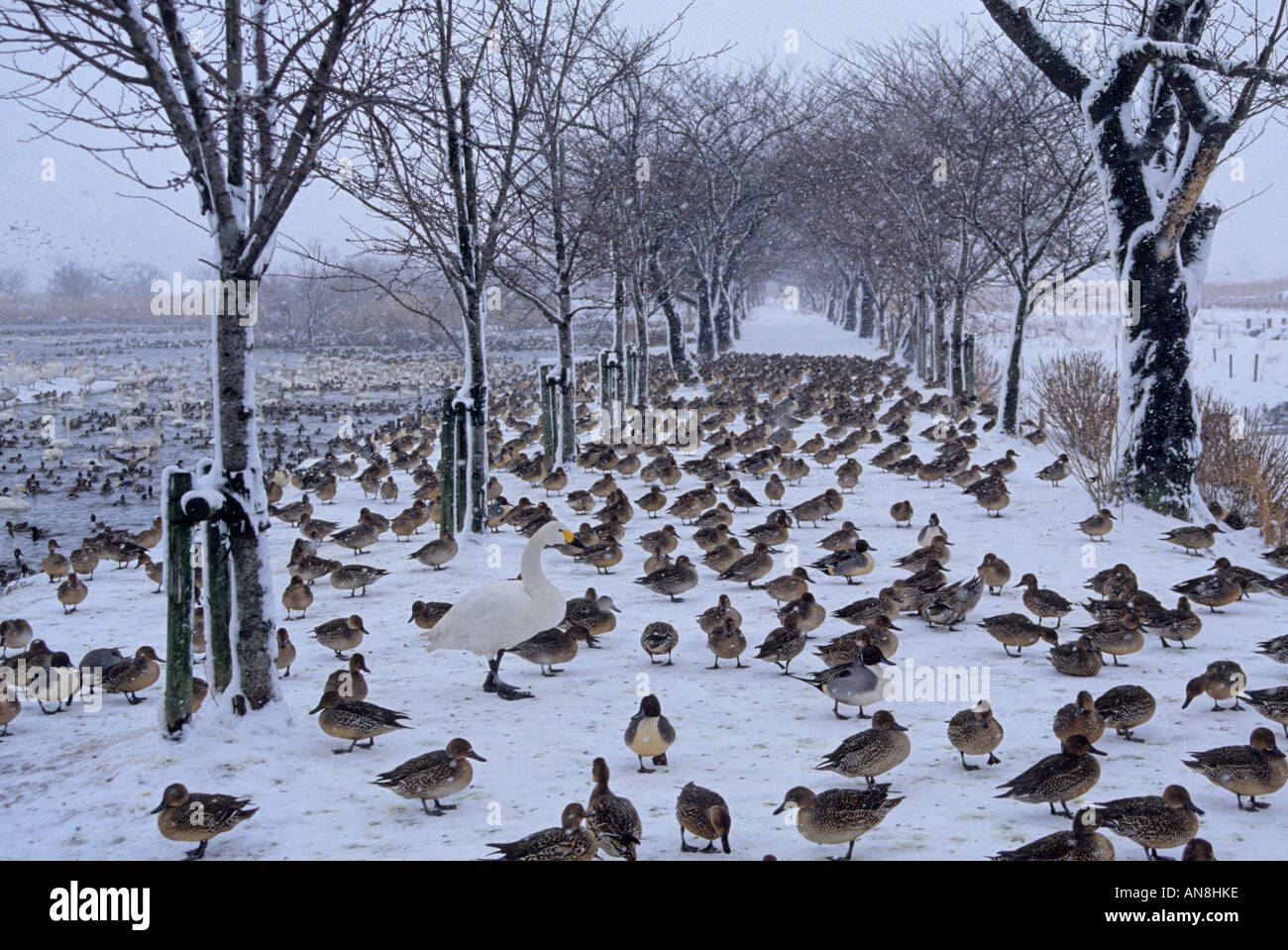 Many migratory birds in winter on Lake Hyoko in Niigata Japan Asia ...