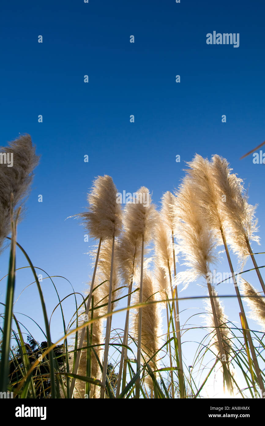 Pampas grass in silhouette Stock Photo - Alamy
