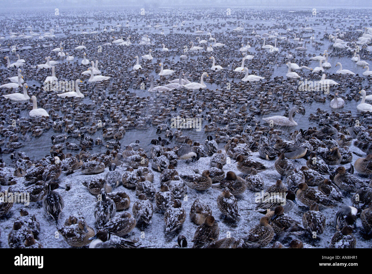 Many migratory birds in winter on Lake Hyoko in Niigata Japan Asia ...