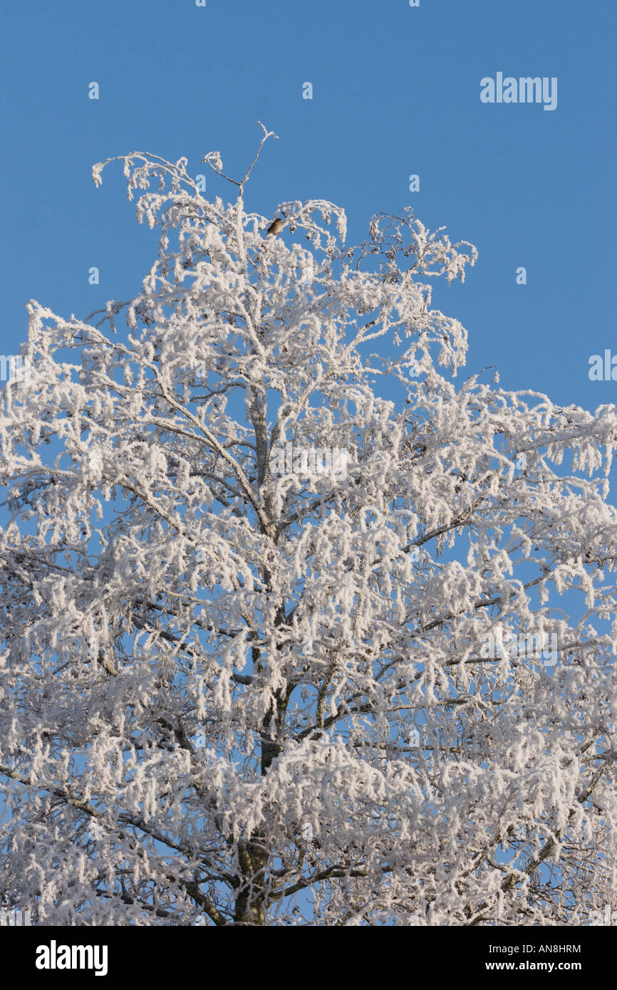 Winter frost or rime on trees in Scotland Stock Photo - Alamy