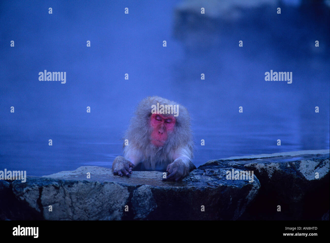 The Monkey in spa of Jigokudani Onsen in Nagano Japan Asia Stock Photo ...