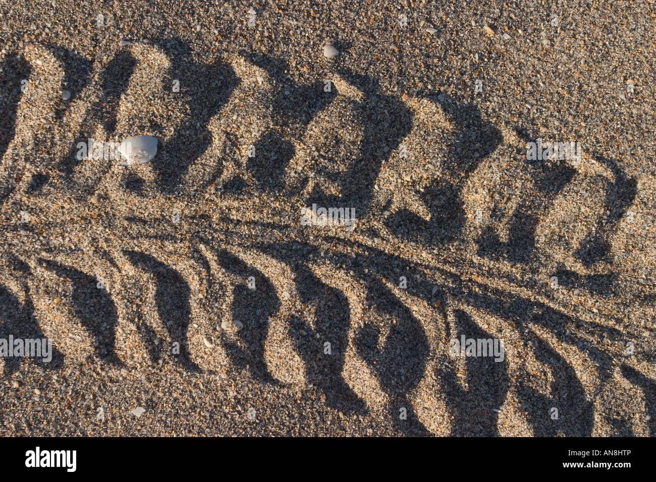Tracks from a newly hatched leatherback sea turtle Stock Photo - Alamy