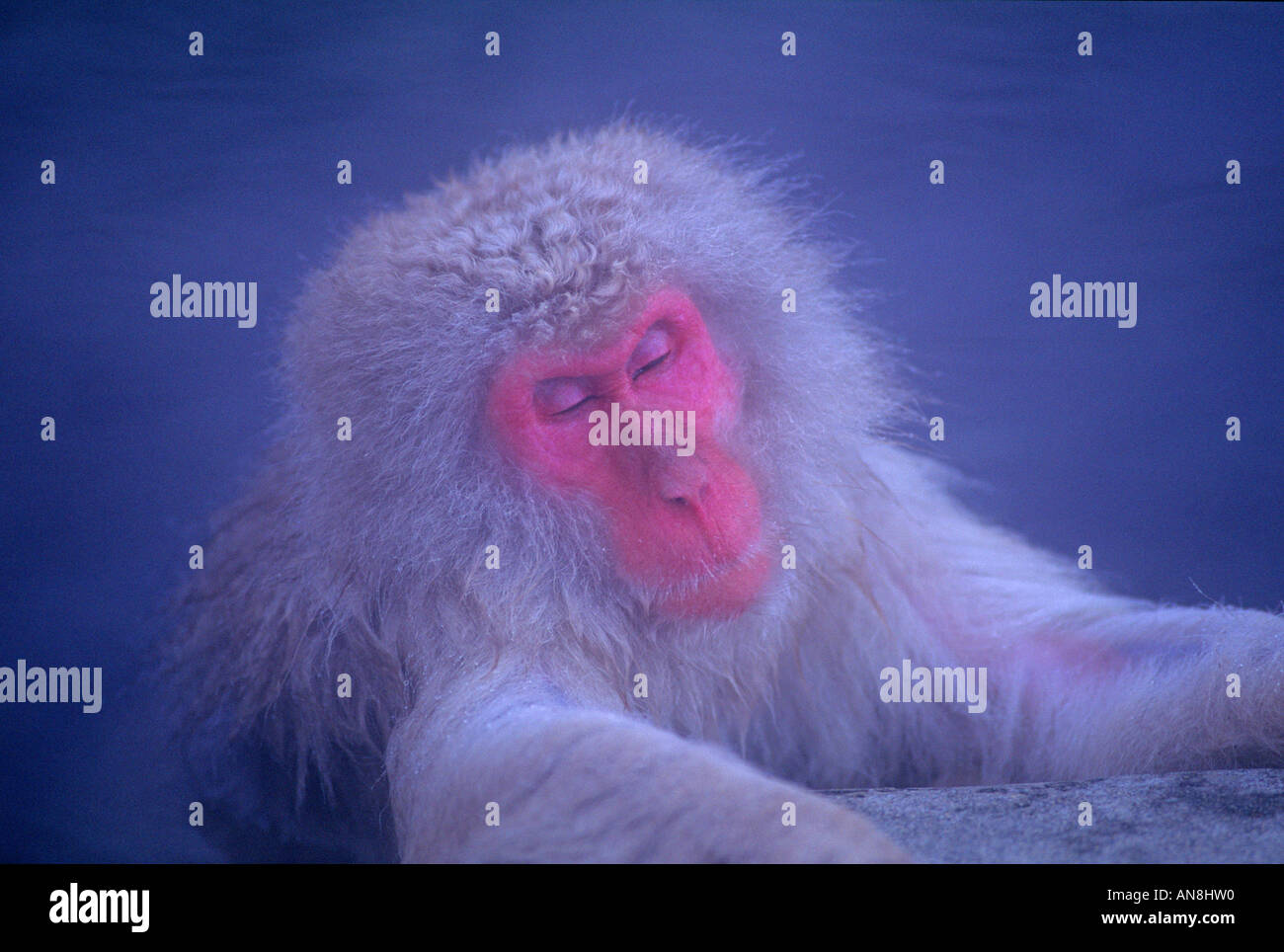 The Monkey in spa of Jigokudani Onsen in Nagano Japan Asia Stock Photo ...