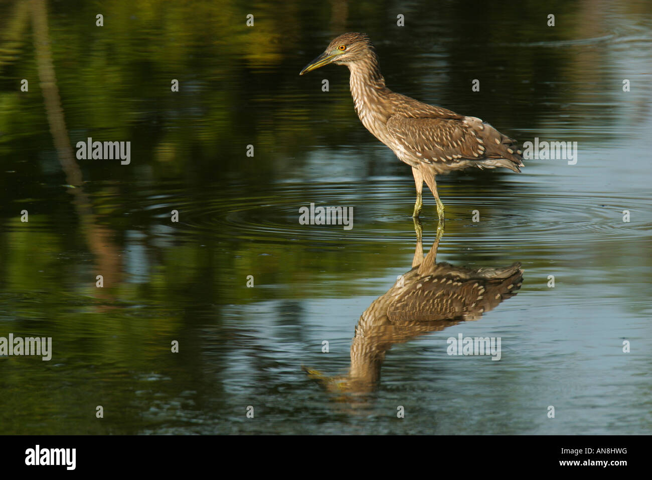 juvenile Black-crowned Night-Heron (Nycticorax nycticorax) standing in ...