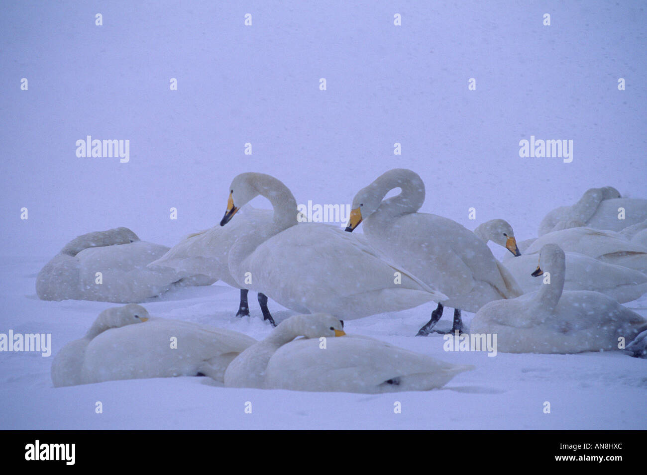 The Swans at Akan National Park in Hokkaido Japan Asia Stock Photo - Alamy