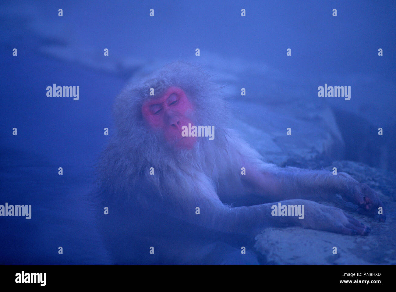 The Monkey in spa of Jigokudani Onsen in Nagano Japan Asia Stock Photo ...