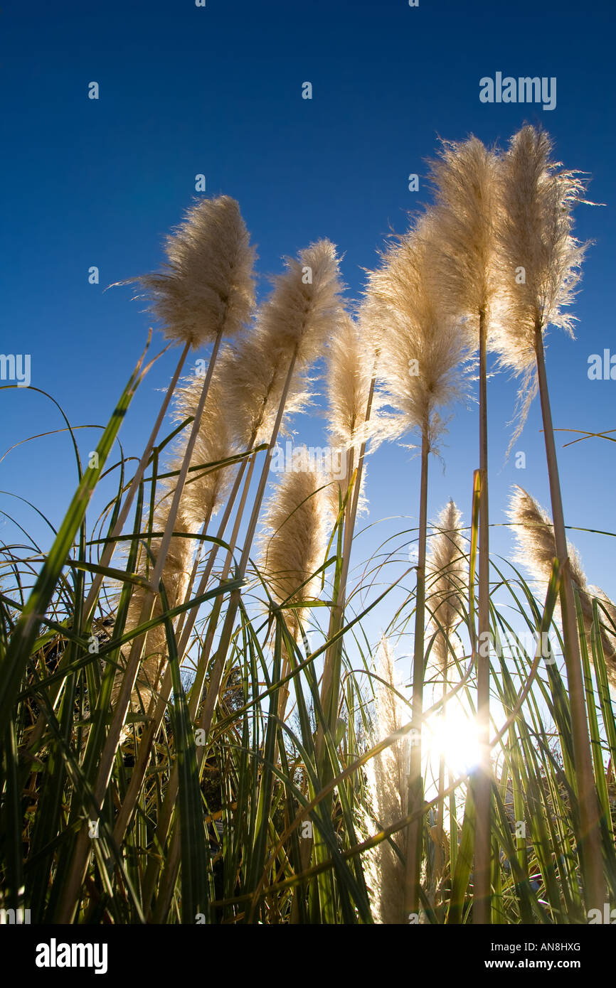 Pampas grass in silhouette Stock Photo - Alamy