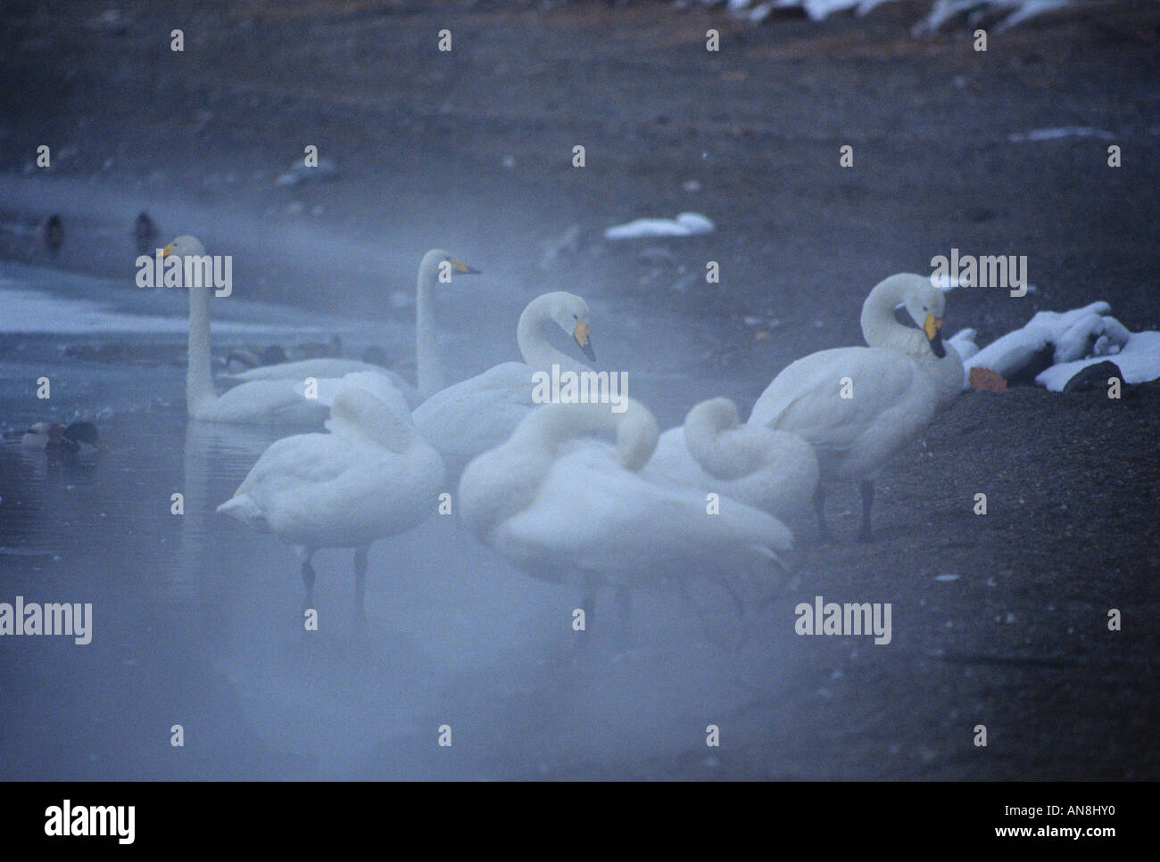 The Swans at Akan National Park in Hokkaido Japan Asia Stock Photo - Alamy