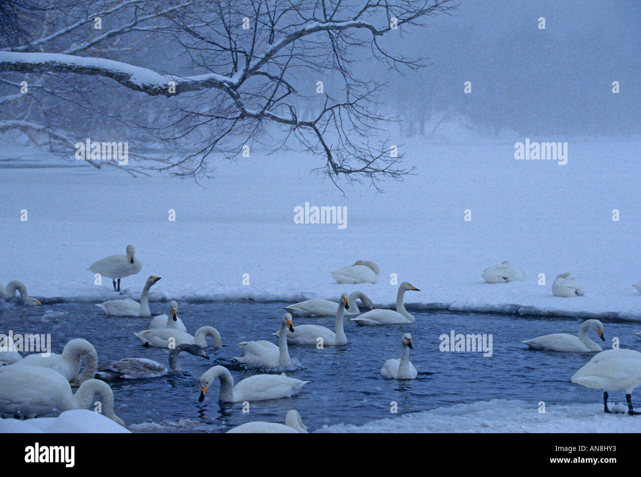 The Swans at Akan National Park in Hokkaido Japan Asia Stock Photo - Alamy