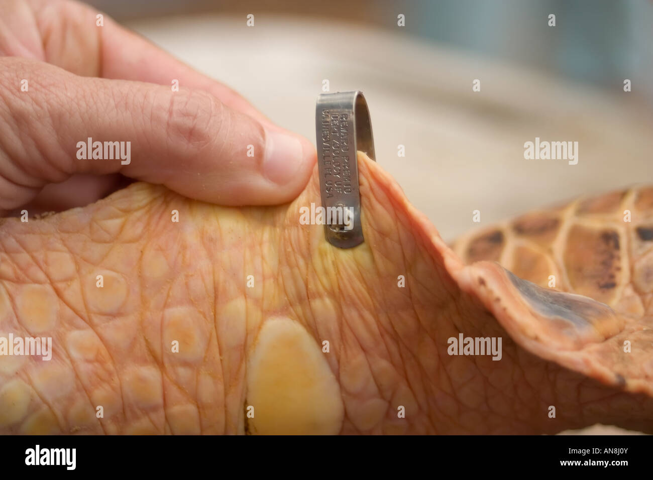 flipper tag on loggerhead sea turtle Stock Photo - Alamy