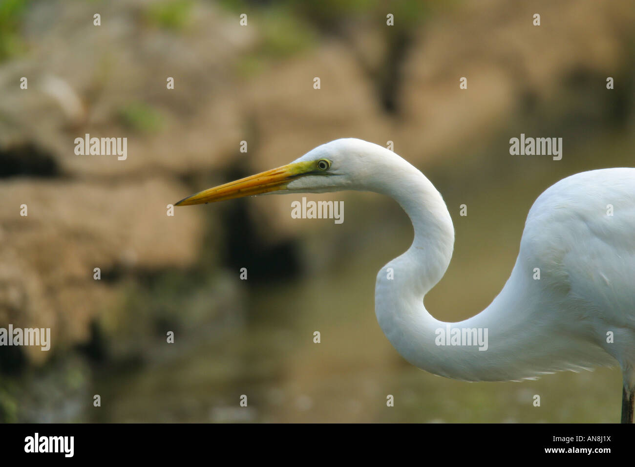 Head and neck close-up of Great Egret (Ardea alba egretta Stock Photo ...