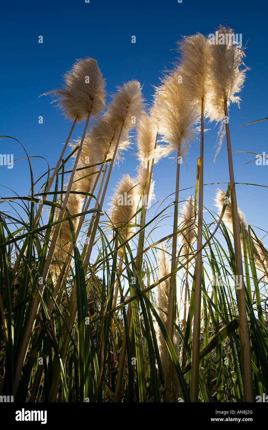 Pampas grass in silhouette Stock Photo - Alamy