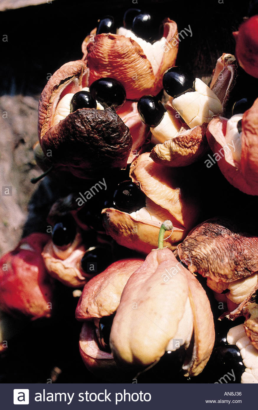 Ackee Fruit Stock Photos & Ackee Fruit Stock Images - Alamy