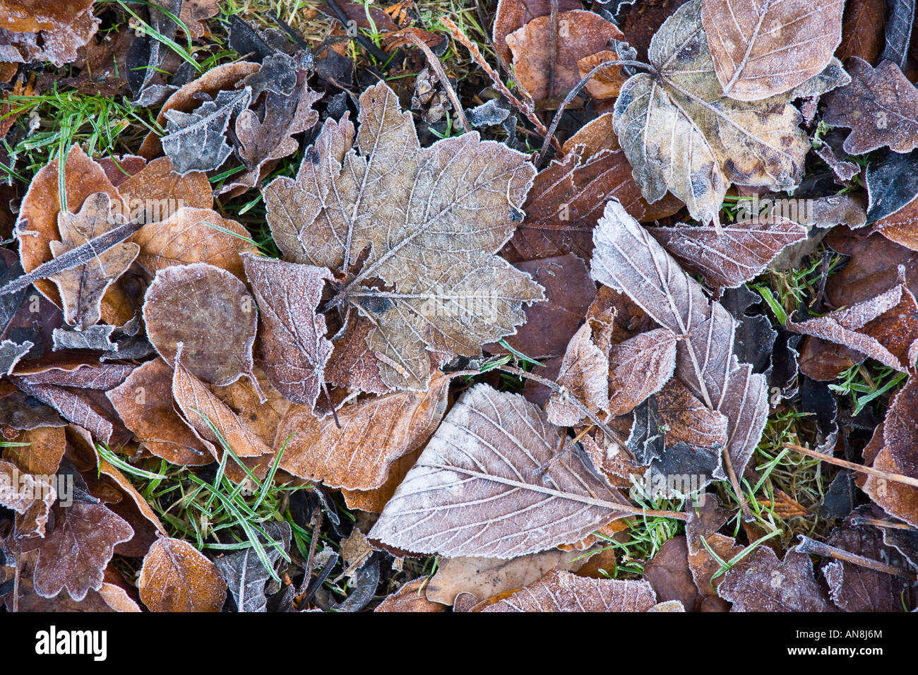 Autumn leaves frozen in winter Stock Photo - Alamy