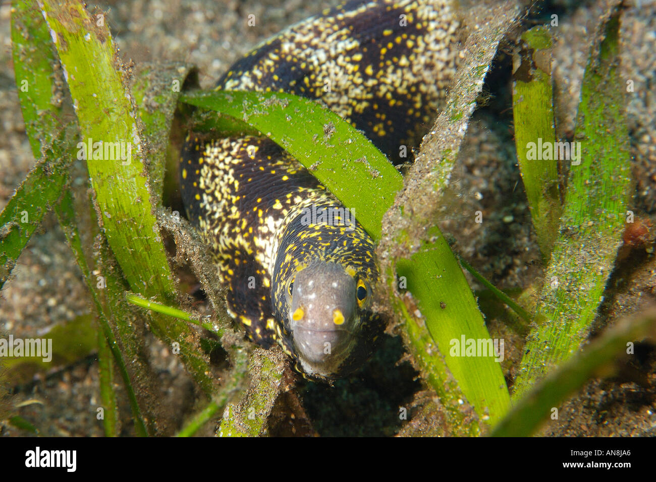Snowflake moray eel Echidna nebulosa scavenging in seagrass beds ...