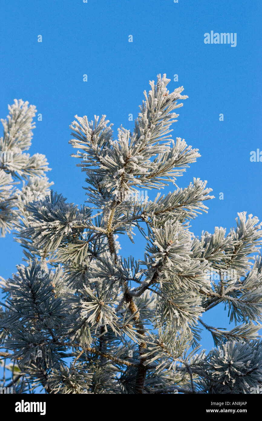 Winter frost or rime on Scots fir tree Stock Photo - Alamy