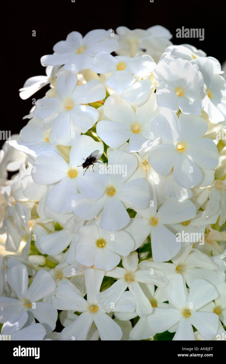 A Fly On A White Flowering Oakleaf Hydrangea Stock Photo - Alamy