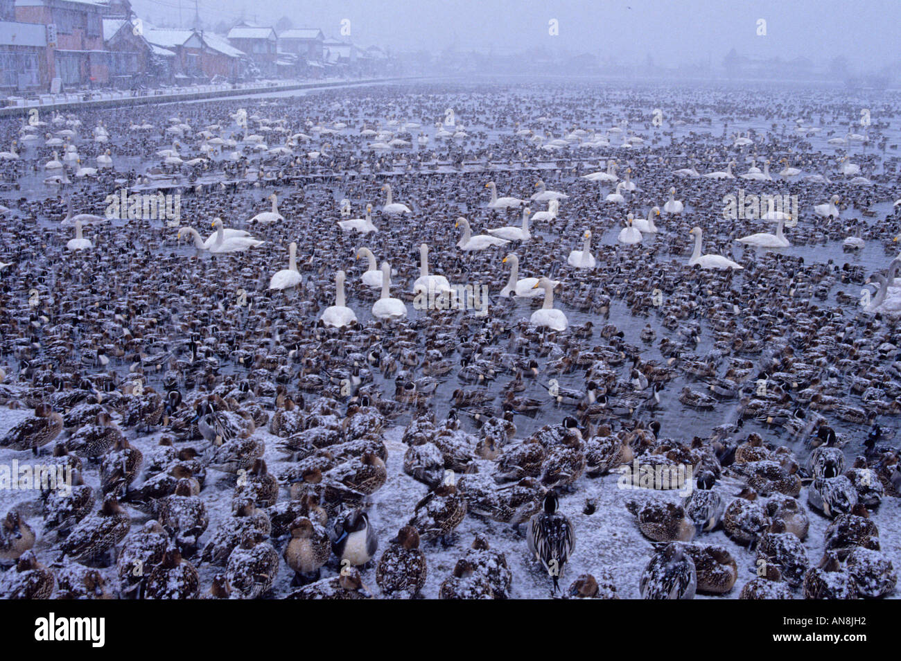 Many migratory birds in winter on Lake Hyoko in Niigata Japan Asia ...