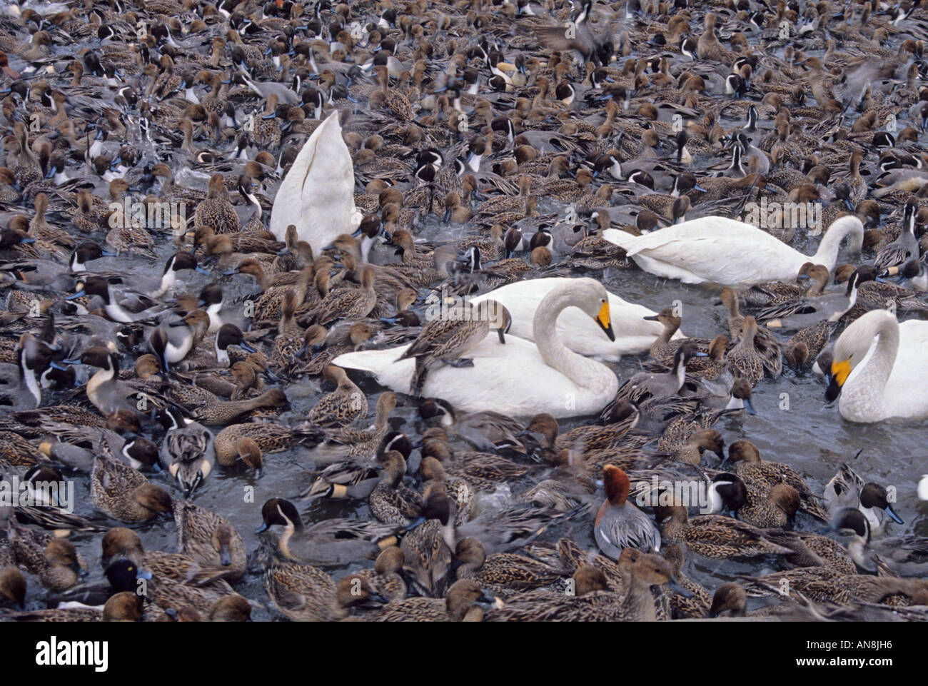 Many migratory birds in winter on Lake Hyoko in Niigata Japan Asia ...
