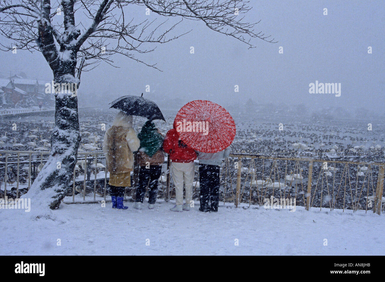 Many migratory birds on Lake Hyoko and sightseers on a snowy day in ...