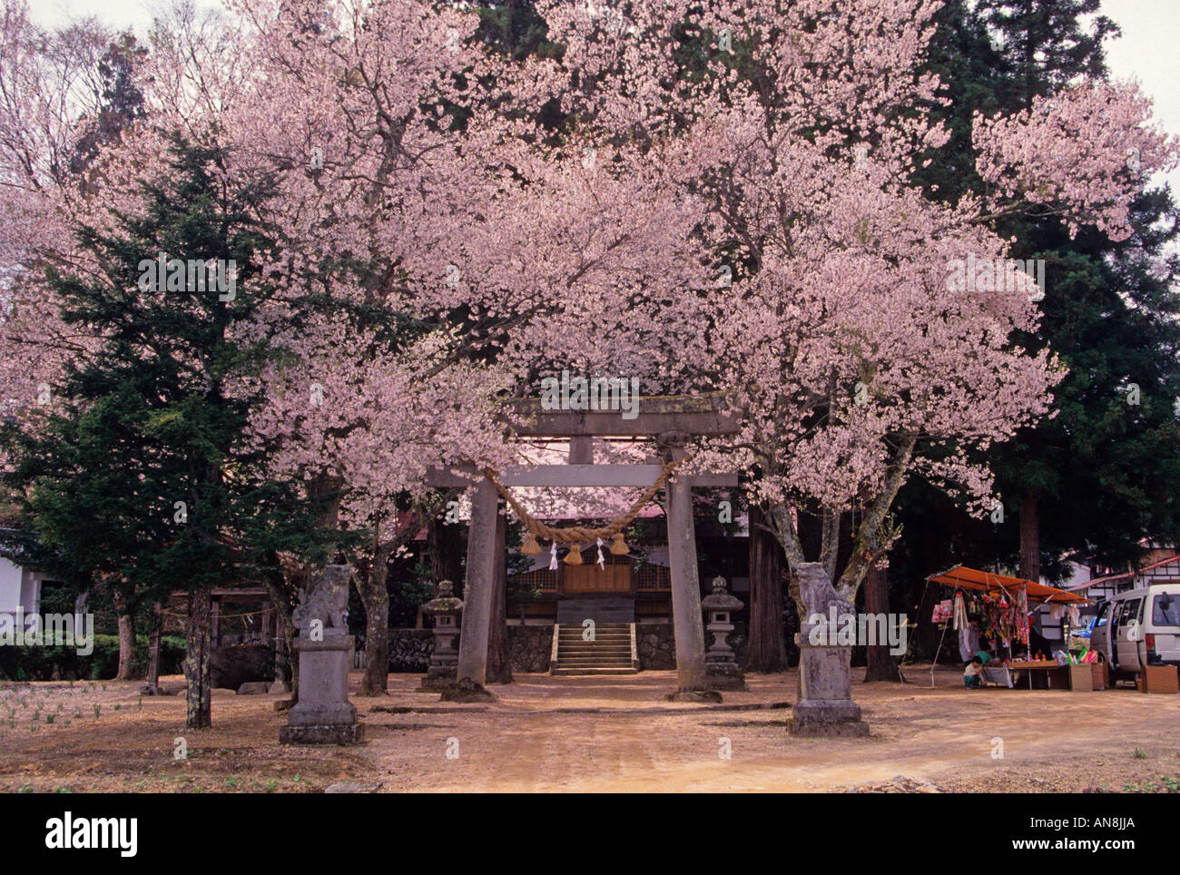 The cherry blossoms on the approach to the Shinto shrine in Gifu Japan ...