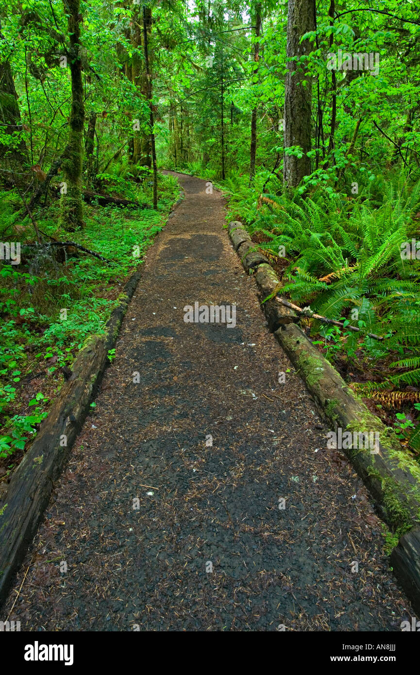 Pacific northwest trail wooden walkway hi-res stock photography and ...