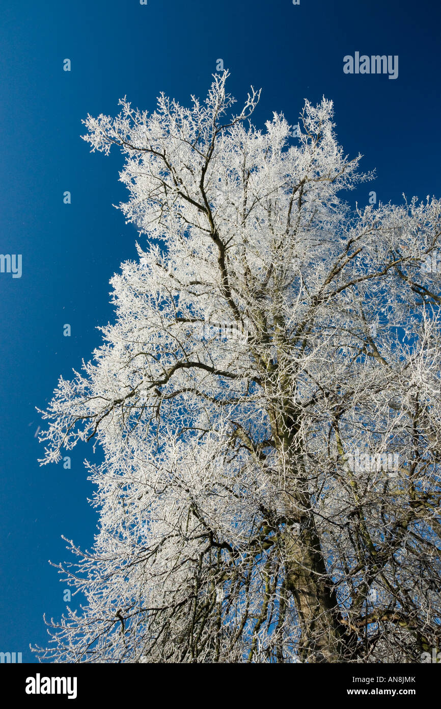 Winter frost or rime on trees in Scotland Stock Photo - Alamy
