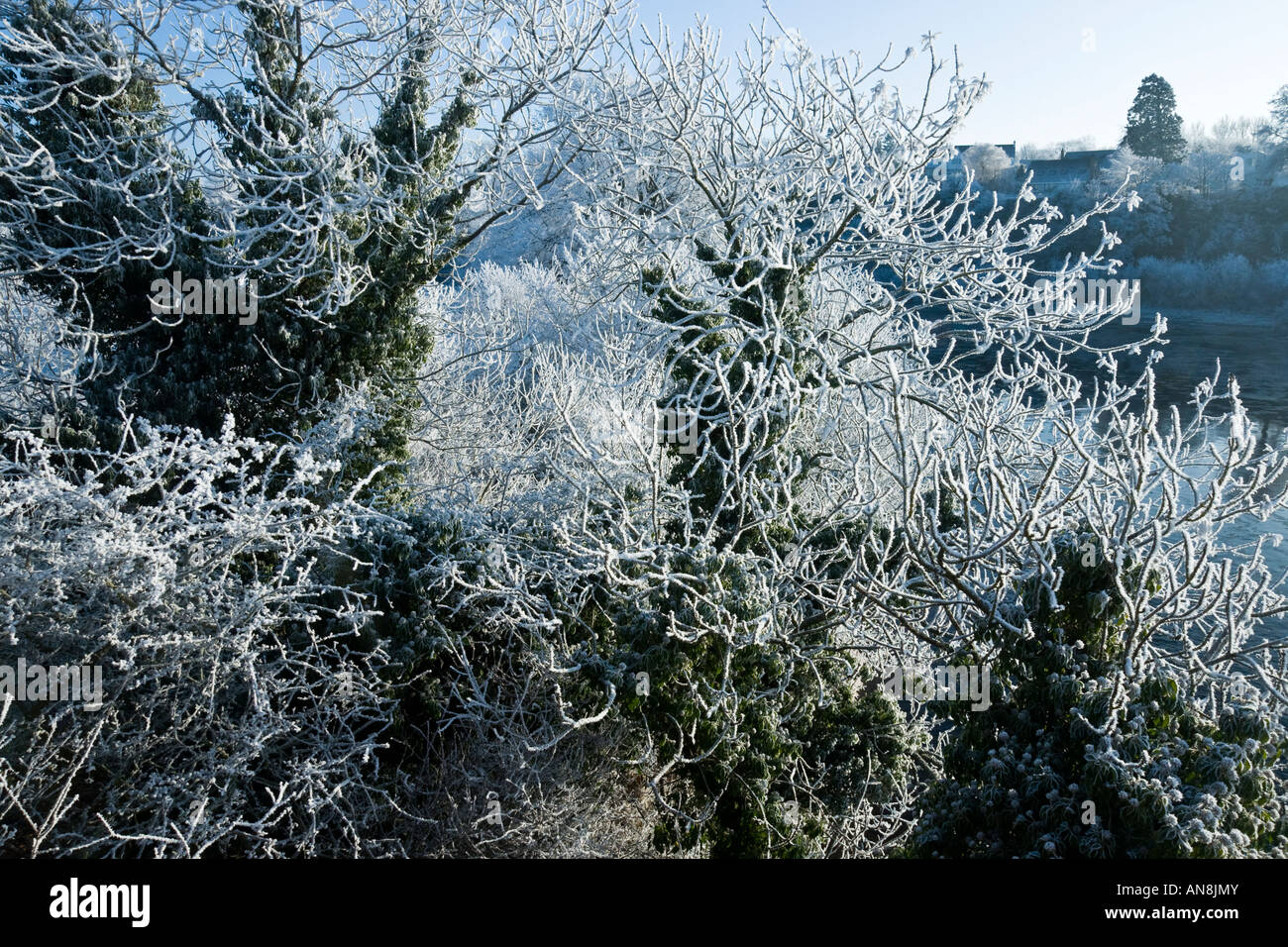 Winter frost or rime on trees in Scotland Stock Photo - Alamy