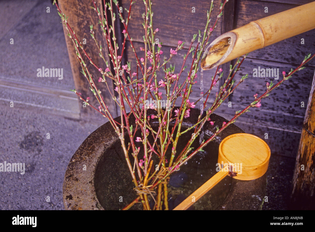 Hana Momo High Resolution Stock Photography and Images - Alamy