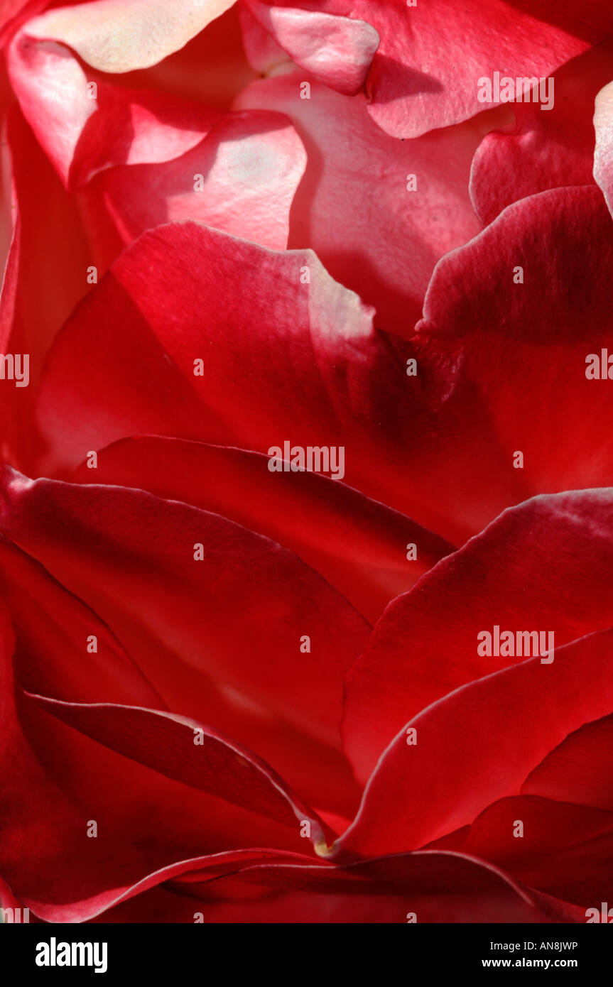 Closeup Of Boule-De Eige Rose Petals Stock Photo - Alamy