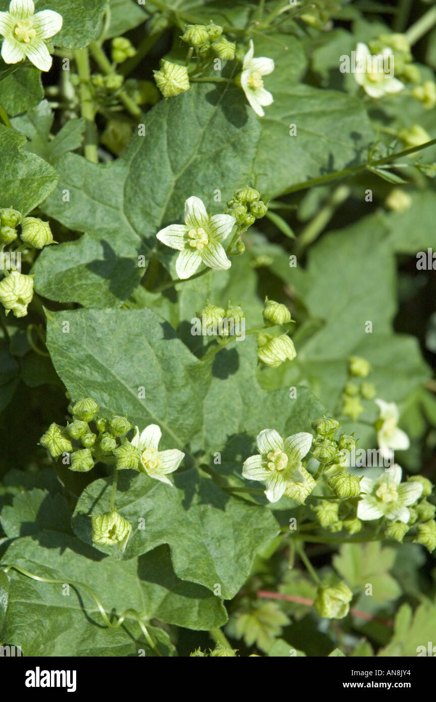 Bryonia cretica wild flowers hi-res stock photography and images - Alamy