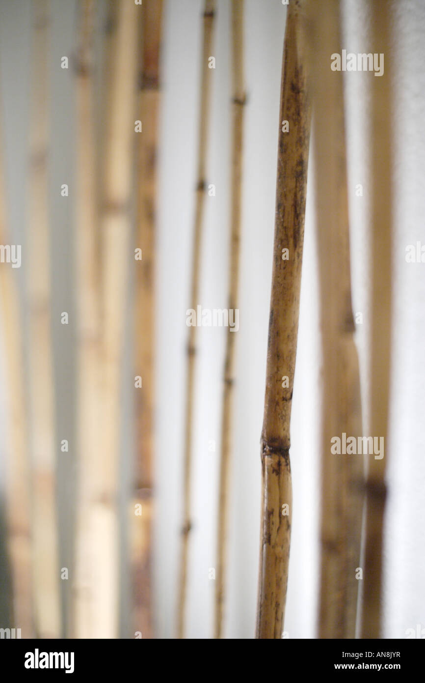 Tan Bamboo with a white background Stock Photo - Alamy