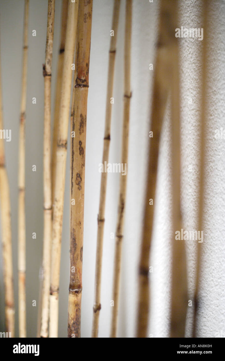 Tan Bamboo with a white background Stock Photo - Alamy