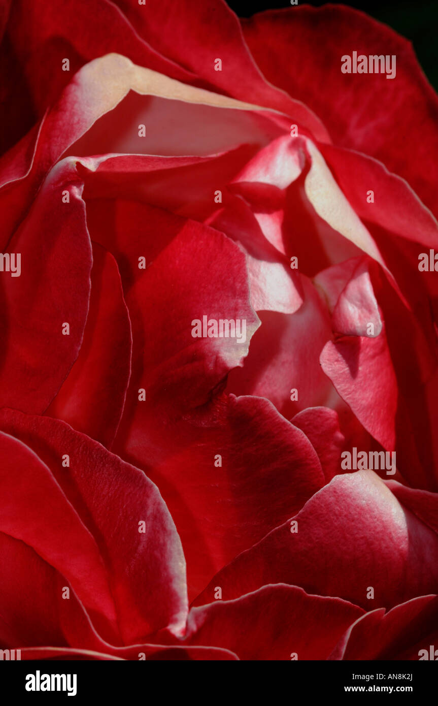 Closeup Of Boule-De Eige Rose Petals Stock Photo - Alamy
