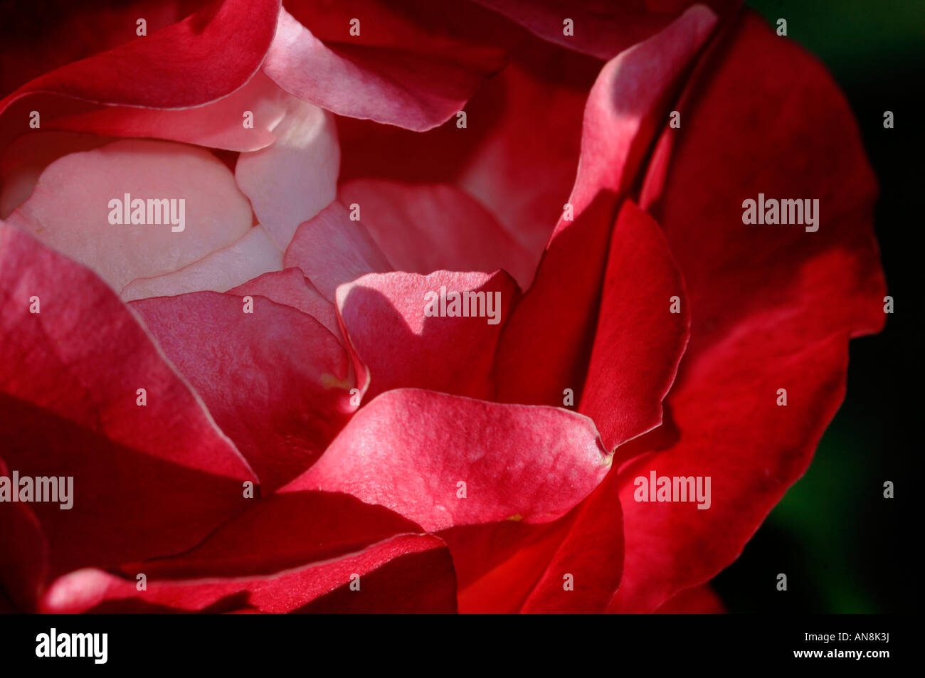 Closeup Of Boule-De Eige Rose Petals Stock Photo - Alamy