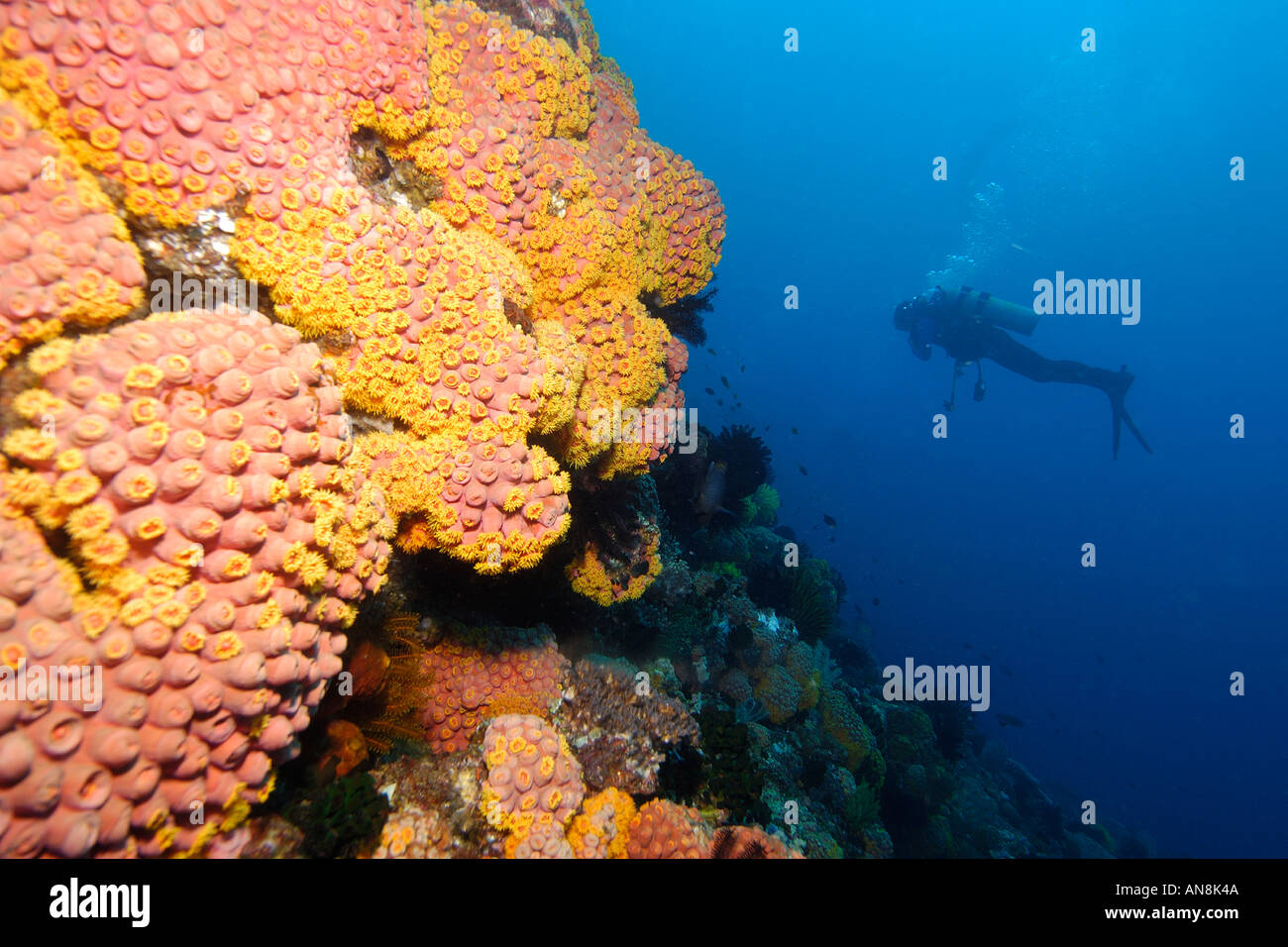 Diver explores the reef wall covered with orange cup coral Tubastrea sp ...