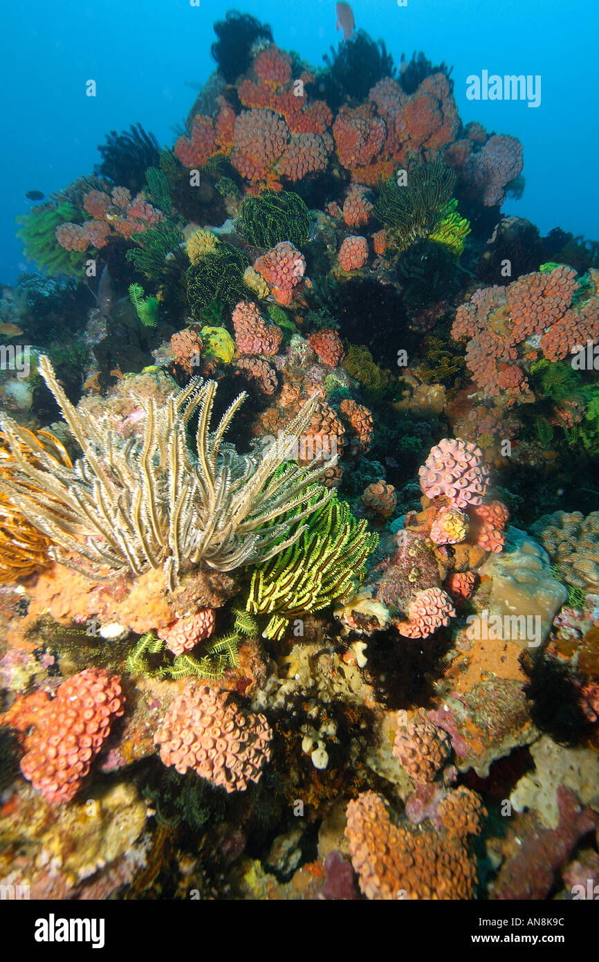 Coral head covered with crinoids and orange cup coral Tubastrea sp ...