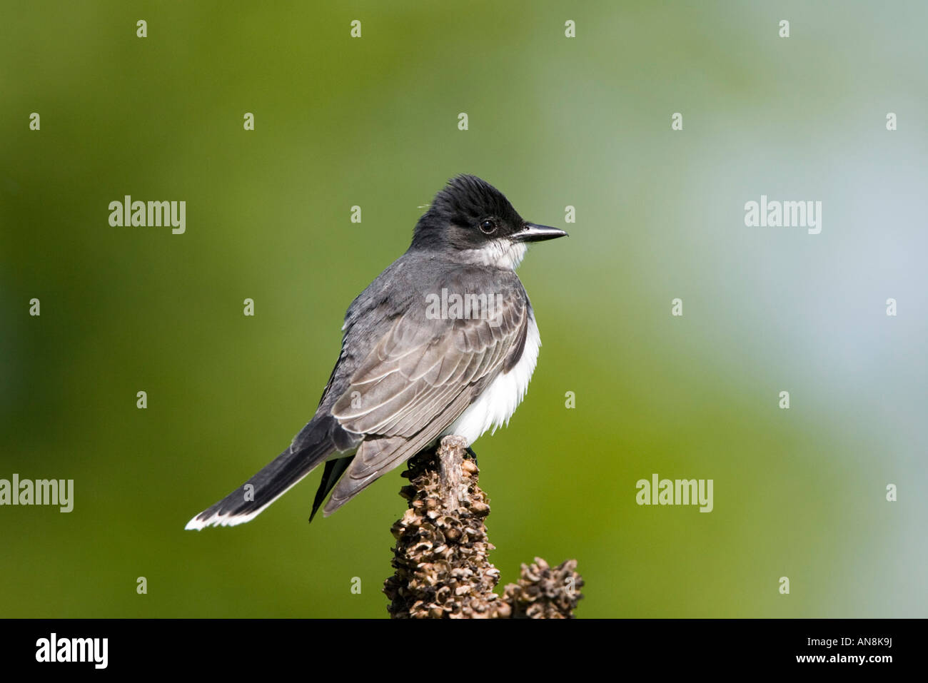 Eastern Kingbird Tyrannus tyrannus southern Illinois United States 21 ...