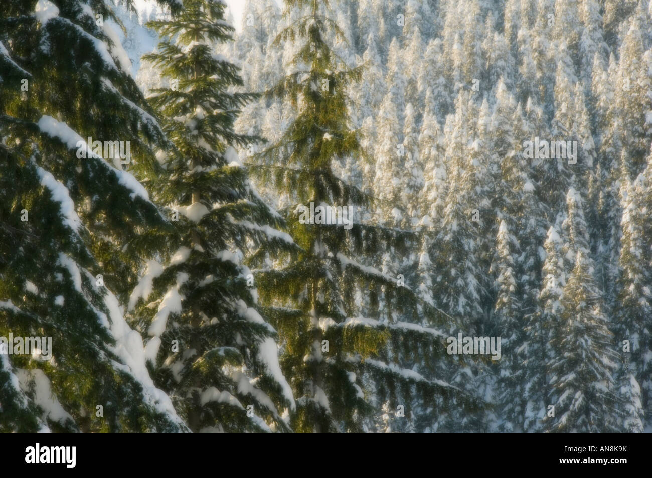 Winter forest landscapes hi-res stock photography and images - Alamy