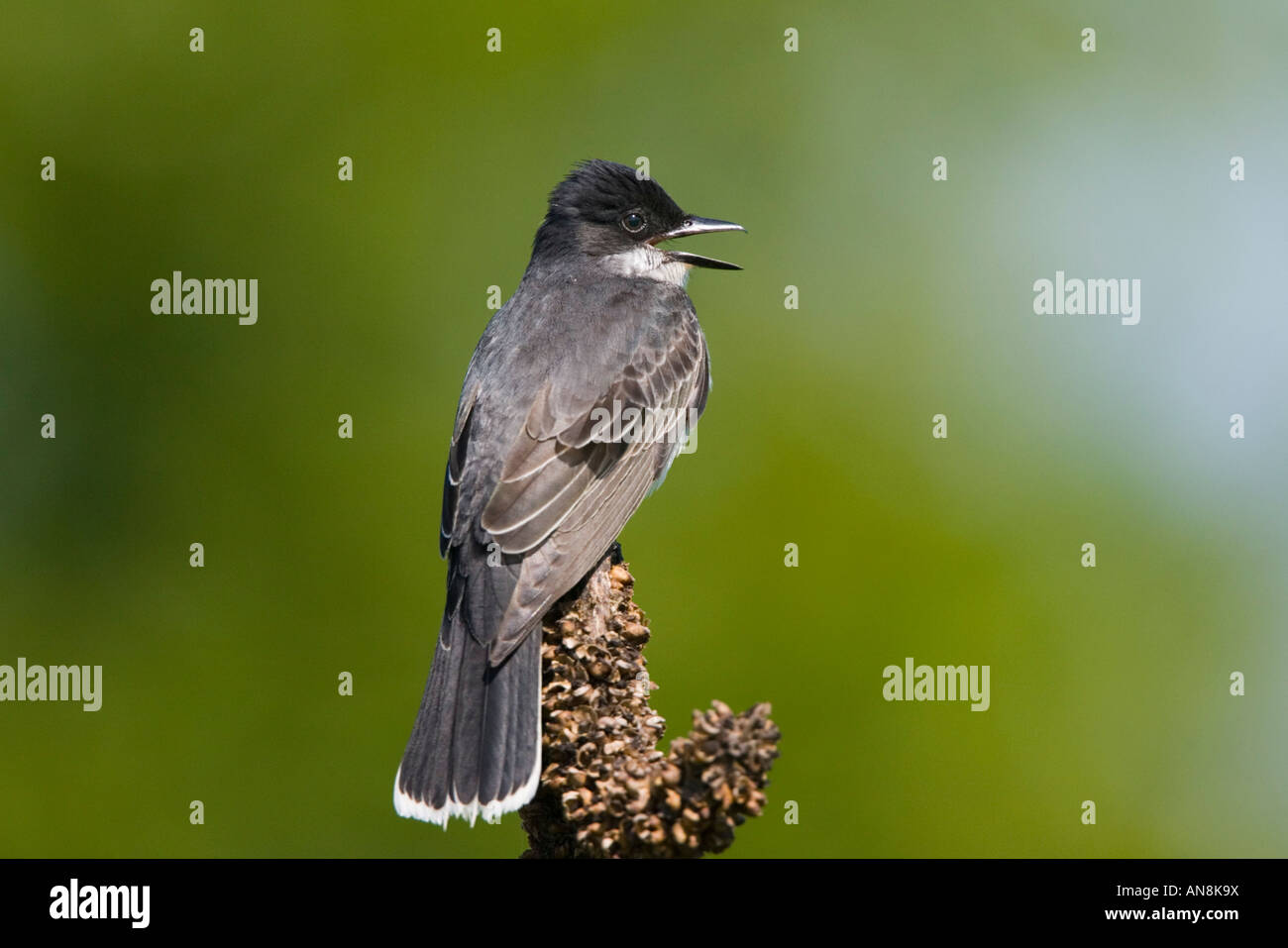 Eastern Kingbird Tyrannus tyrannus southern Illinois United States 21 ...