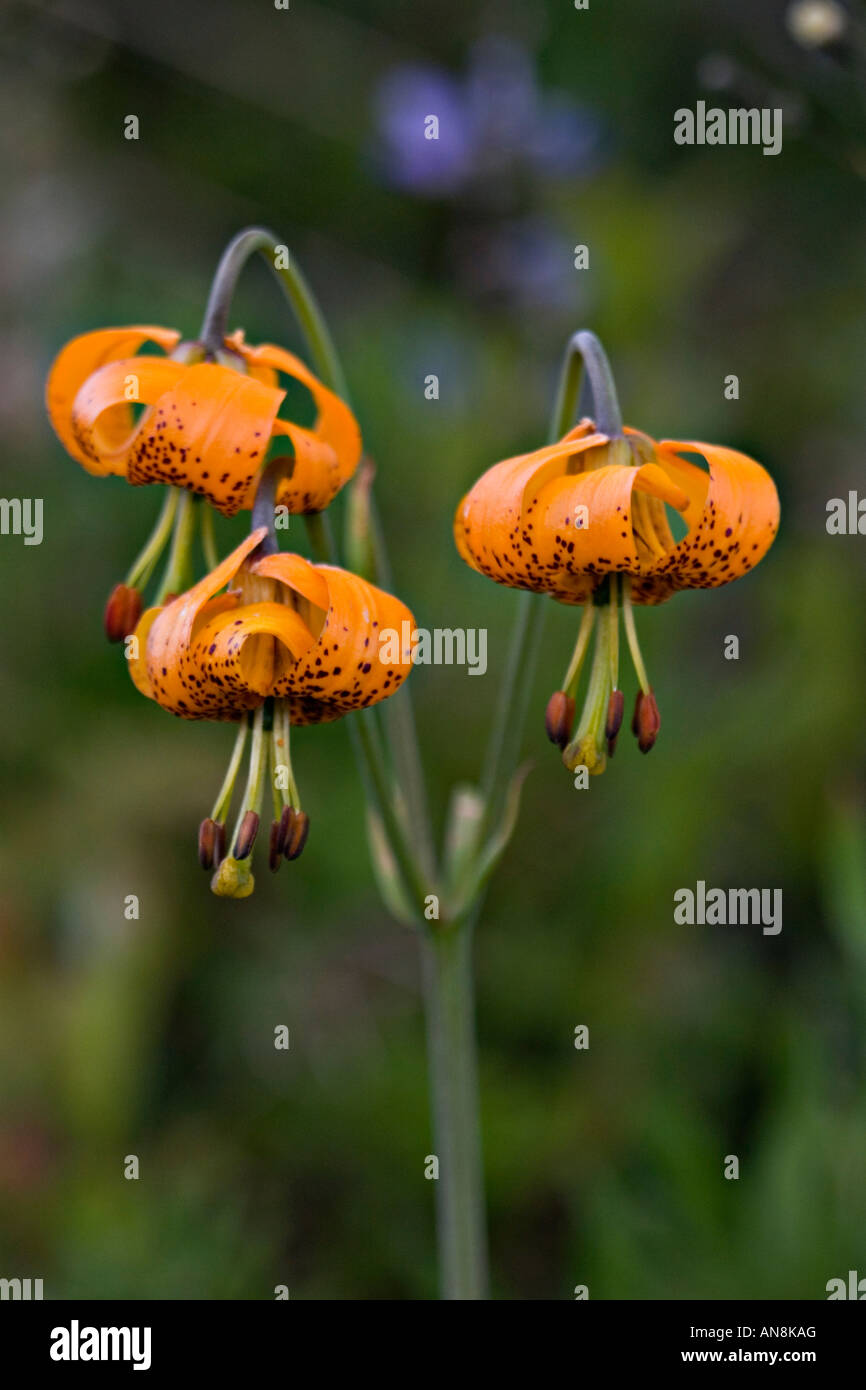 Columbine Lily detail Stock Photo - Alamy