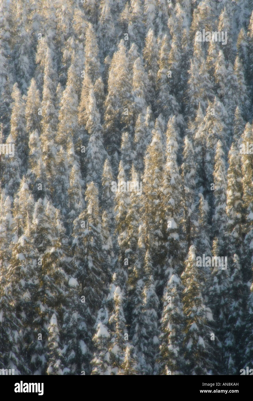 Winter trees with fresh snow, Snoqualmie Pass, Washington State ...