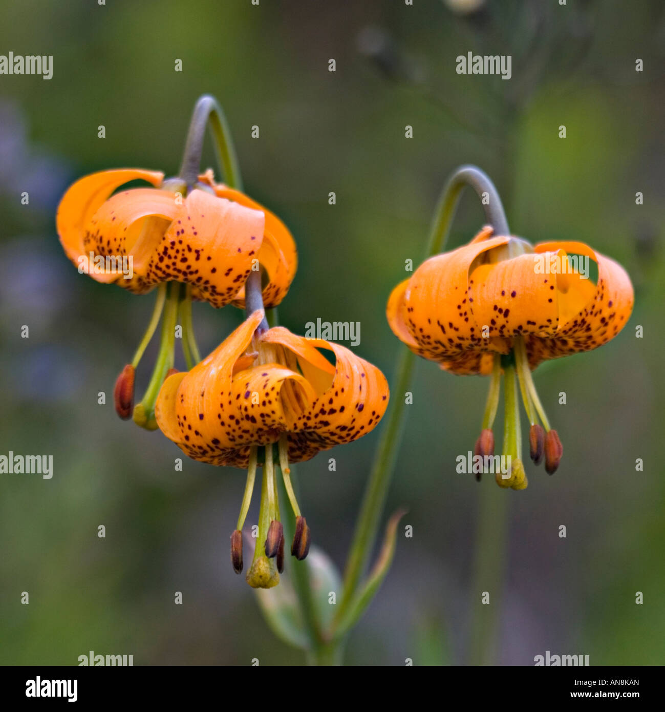 Columbine Lily detail Stock Photo - Alamy